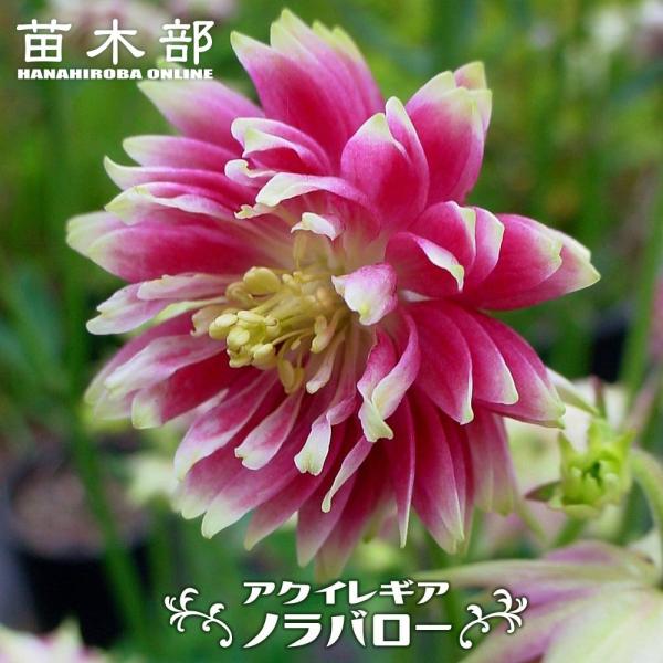 ●品種の特徴ノラバローは春にピンク地に白色の覆輪の入った八重咲きの花が咲きます。クリスマスローズを思わせる花姿で、とっても美しいです。花茎がしっかり立ち、たくさんの花を咲かせてくれます。バローシリーズは花形がいいですね！切花としても人気があ...