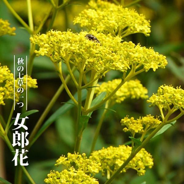 ●品種の特徴日本のどこにでも生えているような山野草でしたが、近年はその姿を減らしつつあり、地域によっては準絶滅危惧種になっているようです。名前の「オミナ」は美しい女性という意味があり、花姿を楽しむ秋の七草にふさわしいですね。とは言っても、開...