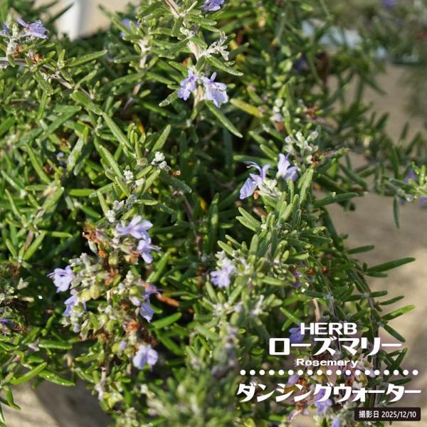 ●品種の特徴「ダンシングウォーター」はローズマリーの中でも花のついた枝ぶりが美しいとされる品種です。多花性で花付きが良く、青み寄りの花がたくさんついた枝が優美にうねる様子から流れる水のようと言われます。ローズマリーは古来より人々の暮らしに利...