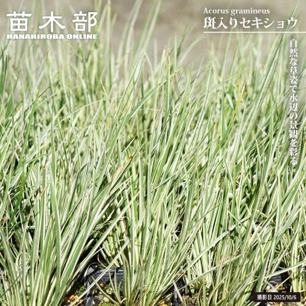 ●品種の特徴セキショウはショウブに似ています。湿生植物で常に湿った環境を好みます。株元が水で使っていてもよいです。メダカにおすすめの水草です。少々の乾燥にも耐えますので、花壇の縁や下草にも使えます。冬は寒さで地上部がへた〜ってなりますが、春...