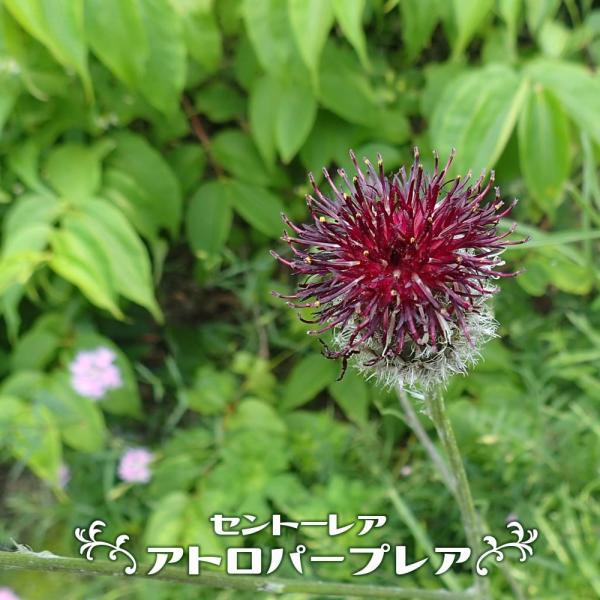 ●品種の特徴草丈が120cm程まで伸びる大型の品種です。背丈が出るわりに可憐な花姿なので、他の植物の邪魔をすることもありません。成長は遅いほうです。初夏〜夏に、深いワインレッド色の花が咲きます。色は濃いですが小さめの花なので、周りの植物の邪...