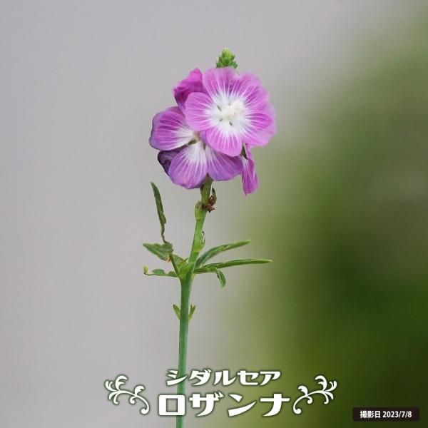 ●品種の特徴蕾の時が一番濃いピンク色。先進むにつれて明るく軽いピンクに変化していきます。草丈が高く、存在感もありながら次々と咲く花のグレデーションは見事です。シダルセアはタチアオイを小型にしたような草姿で、小枝の多いきゃしゃな茎がすらりと伸...