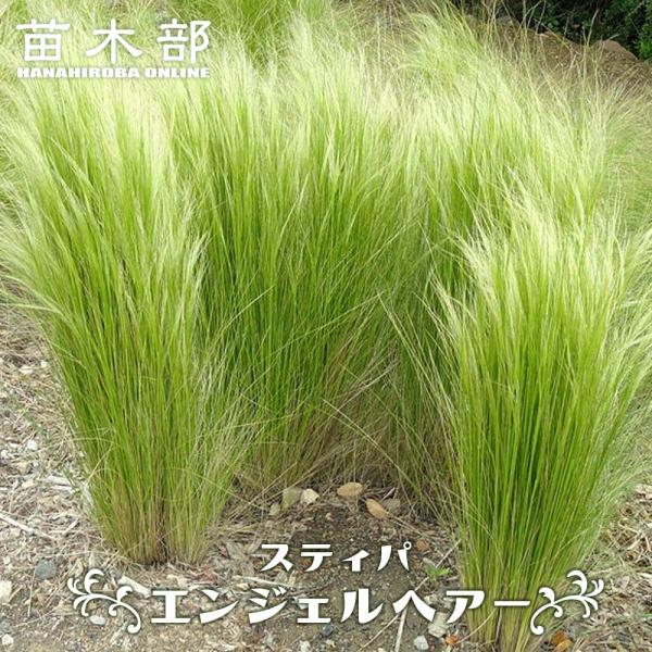 【発売日：2026年04月25日】●品種の特徴葉の草姿を楽しむイネ科の宿根草です。明るい色の柔らかい細い葉は初夏から秋に透き通るような穂先をそよがせます。縦に伸びる草穂が花壇を立体的に見せてくれます。自重で枝垂れるようにそよぎます。一見、雑...