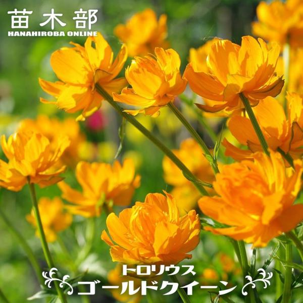 【発売日：2026年05月23日】●品種の特徴初夏に山吹色の花を沢山咲かせます。花の中心が冠のように立ち上がるのが特徴で、別名「カンムリキンバイソウ」とも言います。透明感のある丸みを帯びた花姿です。春から夏の庭におすすめ。トロリウスの仲間で...