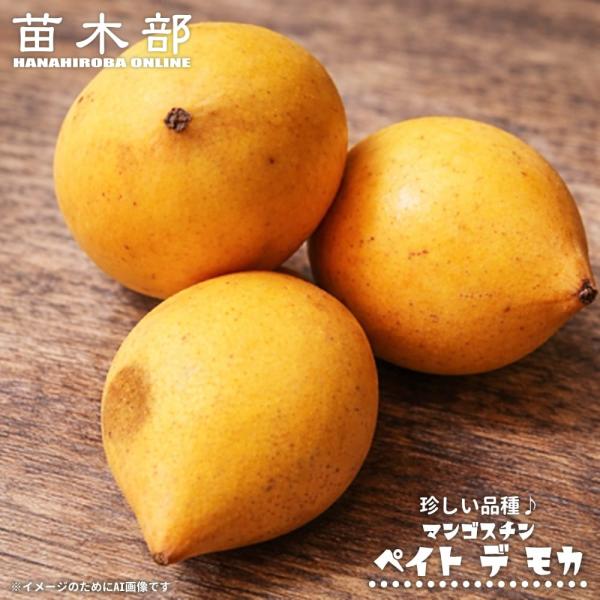 ●品種の特徴「ペイト デ モカ」は独特な形状の果実と鮮やかな色合いが特徴。果実は甘くジューシーで、トロピカルな香りが広がる美味な南米系マンゴスチン。「マンゴスチン」で有名な生産地はタイです。果実は果物として、果皮は生薬、葉はお茶にしたりなど...