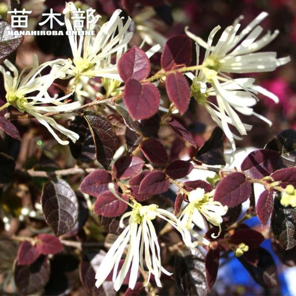 ●品種の特徴今回の「イワイ」は、ほとんど流通していない、ごく限られた販売店でしか入手できないパテント登録品種【種苗登録 第27318号】です。黒紅葉に白花のコントラストが絶妙！まれに枝変わり（先祖返り）でピンクの花くことがあります。初夏から...