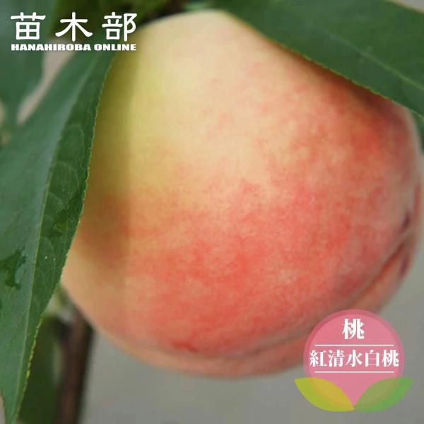 ●品種の特徴紅清水白桃 （べにしみずはくとう）は「森上白桃」と「清水白桃」から誕生した白桃。名前のように「清水白桃」に少し紅がさしたような果実です。清水白桃よりも収穫は少し早い7月中旬〜下旬。多汁で淡い甘さの果実は、果皮同様にほんのり淡く紅...