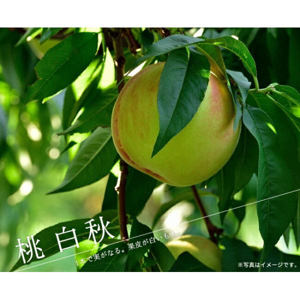 ●品種の特徴白秋（はくしゅう）は果皮が白っぽくなる大玉の中生品種です。300〜400gにも大きく成る果実は多汁で、糖度は11〜13%と甘みも強い、優良品種です。果皮は白色で着色は少なく、袋がけにより着色のほとんどないきれいな白い果実が収穫で...