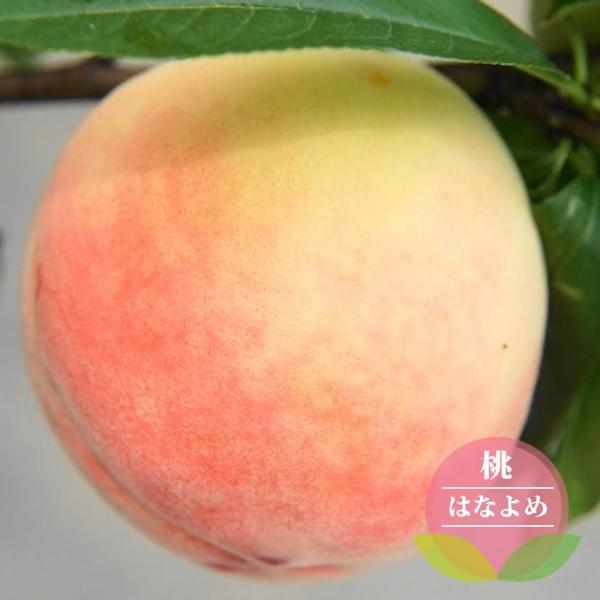 ●品種の特徴日川白鳳の枝代わり品種。果皮が赤く色づく美しい桃です。極早生品種。他の桃と比べて結実が早いため、父の日の贈り物にも間に合います。実が生ったら実家へのおみやげにしてみては・・・？果重250g位で果汁多く、非常に甘くなります。酸味が...