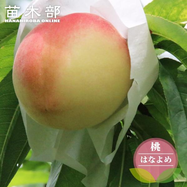●品種の特徴日川白鳳の枝代わり品種。果皮が赤く色づく美しい桃です。極早生品種。他の桃と比べて結実が早いため、父の日の贈り物にも間に合います。実が生ったら実家へのおみやげにしてみては・・・？果重250g位で果汁多く、非常に甘くなります。酸味が...