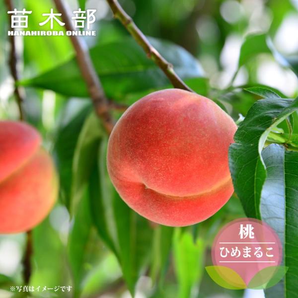 ●品種の特徴「ひめまるこ」は果重およそ170ｇの可愛らしい大きさからひめの名がつけられました。極早生白肉品種の「ちよひめ」「はなよめ」よりも早い6月上旬に収穫を迎えます。糖度は15度前後で酸味が少なく、早生品種としては極めて食味に優れた期待...