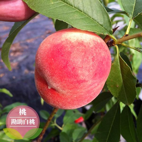 ●品種の特徴勘助白桃 （かんすけはくとう）は愛知県で発見された桃。愛知県出身といわれている戦国時代の武将で武田信玄の軍師、山本勘助にちなんで命名されました。甘くて果汁たっぷり！豊産性でとても作りやすい品種。春先に美しい桃の花が楽しめるので庭...