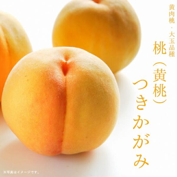 ●品種の特徴大果で糖度も高い、晩生品種の黄桃（おうとう）です。果実は350gほどまで大きくなり、糖度は13度前後と酸味の少ない生食向きの桃です。果皮はやや黄色く、裂果も少なく、無袋栽培が可能な品種とも言われています。樹勢は強く、樹姿はやや直...