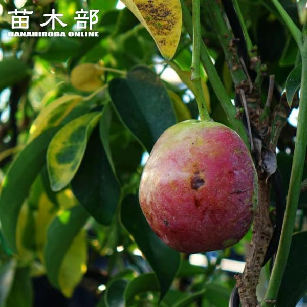 ●品種の特徴アケビの仲間のむべ。ムベが常緑のつる性植物で完熟しても果皮が裂けません。小葉が7枚になるまで果実はつきません。4〜5月頃、細い花弁のクリーム色の花（に見えるがく）をつけ、10月頃に収穫できます。果皮が色づき、果実がやわらかくなっ...