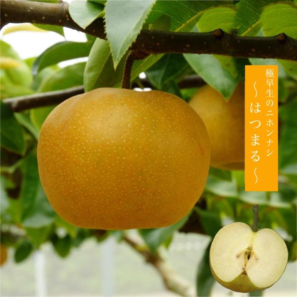 ●品種の特徴「はつまる」は、南東北でもお盆前の収穫を可能にした極早生の品種です。早生品種の「幸水」よりもさらに早く収穫できるニホンナシとして、農研機構によって開発された新品種です。また、ナシの重要病害である黒星病と黒斑病に抵抗性を示します。...