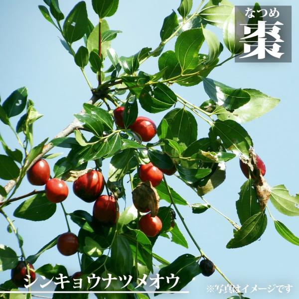 ●品種の特徴「新疆棗王（シンキョウナツメオウ）」は、ナツメの王様と称されるほど超巨大な実を付けます。卵よりも大きい紅色の実は100gを超えることも。糖度も最大40度と群を抜いて甘く、皮は薄く繊細な肉質、サクサクとした食感で生食でも美味しくい...