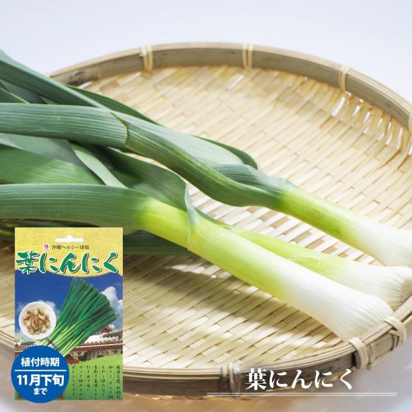 【発売日：2026年08月19日】●品種の特徴葉ニンニクは、にんにくの葉の部分を食用とする野菜です。葉に香りと辛味があり野菜炒めに最適です。見た目はニラに似ていますが、ねぎやニラとは違い、にんにくの香りがして、甘くシャキッとした触感です。栽...