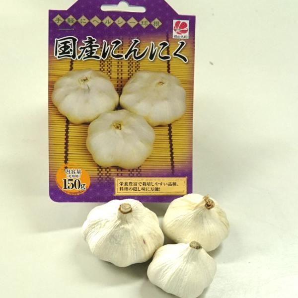 【発売日：2026年08月04日】●品種の特徴ガーリック○○とつく食べ物も多いですよね！球根の植え付け時期8月下旬〜11月上旬。収穫時期は5月下旬〜7月下旬です。ニンニクは中央アジア原産で、古くから栽培されている作物です。肉の臭みを消し、食...