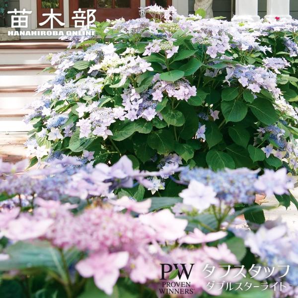 ●品種の特徴「ダブルスターライト」はたくさん花が繰り返し咲き溢れるヤマアジサイです。星形の二重の花も美しく、栽培環境によっては返り咲くこともあります。土壌のpHによってピンクやブルーの花を咲かせます。【紫陽花・あじさい全般の特徴】可愛らしい...