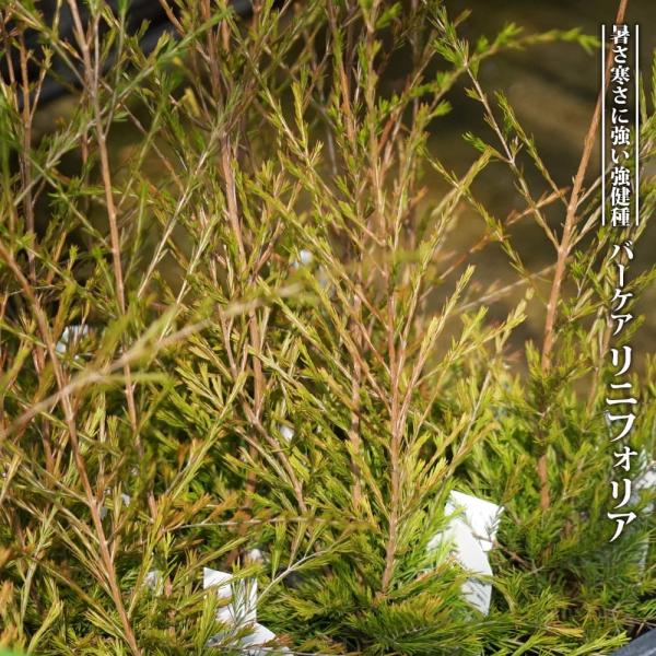 ●品種の特徴バーケア「リニフォリア」は、細く繊細な葉を茂らせる常緑低木です。極小さな白い5弁花を秋から春先にかけてたくさん咲かせます。枝垂れる枝に極小輪の白花がたくさん咲く姿はなんとも優し気です。剪定に強いので、徒長した枝は適宜切り戻して樹...