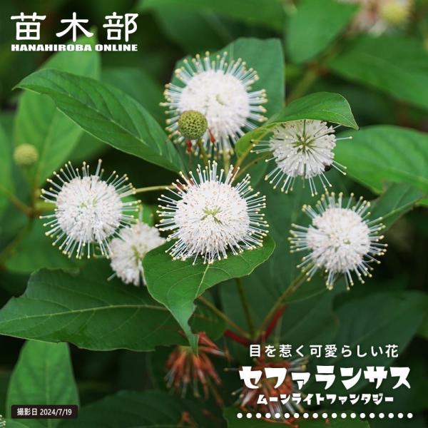 ●品種の特徴「ムーンライトファンタジー」は若木のうちから開花する一才性で花つきも良い品種です。「セファランサス」は、タニワタリノキの近縁種とされるアカネ科の落葉樹です。小さな花が球状に集まり、長い雌しべを伸ばす姿は、ポンポリのようでとても可...
