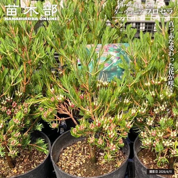 ●品種の特徴「プロセラ」はコンパクトに楽しむ事ができる珍しいダーウィニアです。花の形も特徴的で、香りも良い♪「ダーウィニア」は、オーストラリア原産のフトモモ科の常緑小低木で、７０種ほどあります。木がそれほど大きくなりませんので鉢植えでの栽培...
