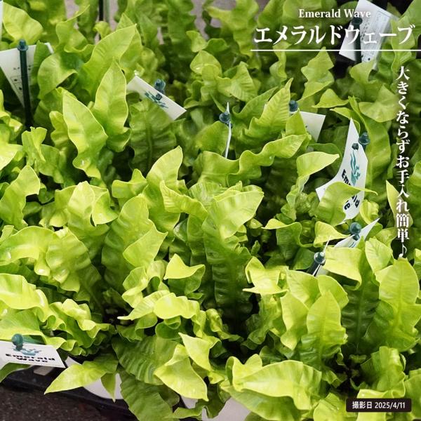 ●品種の特徴「エメラルドウェーブ」は福岡県みずま市の名門、杉本神龍園が生み出したオリジナル品種で、鮮やかなエメラルド色と波打つようにウェーブした葉をもつアスプレニウムです。大きさがあまり変わらず比較的コンパクトにまとまるので室内の観葉植物に...