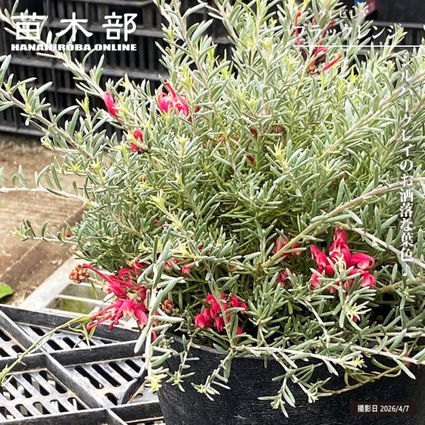 ●品種の特徴「ブラックレンジ」はシルバーグレーの美しい小葉を茂らせるグレビレアです。寒さに強く、冬には鮮やかな赤花を咲かせます。お庭への植え込みや鉢植えのカラーリーフとしておすすめです。「グレビレア（グレヴィレア）」・・・この名前の園芸品種...