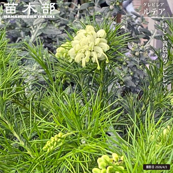 ●品種の特徴2〜5月頃にかけて不思議な形の白花を咲かせます。花もきれいですが羽状に切れ目の入る葉も美しい品種です。シンボルツリーや、鉢植えにしてインドア用にも適しています。切花として、フラワーアレンジメントにも利用できます。「グレビレア（グ...