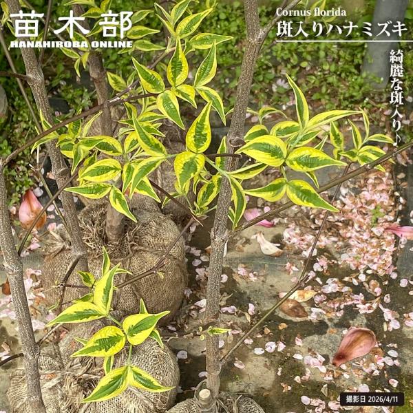 ●品種の特徴明るい緑色の葉にクリーム色の覆輪が入る美葉品種です。花は白色ということですが、ほとんど咲くことはないようです。花水木は、別名「アメリカヤマボウシ」。「アメリカハナミズキ」。花よし、葉よし、実よしと、三拍子そろった花木です。シンボ...