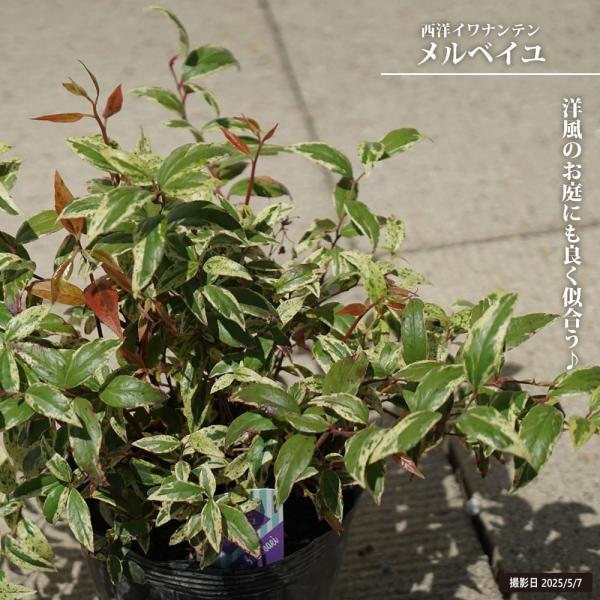 ●品種の特徴「メルベイユ」は変化に富む様々な形の斑が入る小葉品種です。葉が小さいので寄せ植えのカラーリーフにもぴったりで、ほんのりと赤く色づく新芽が美しい品種。また、耐病性に優れ、メンテナンスがかからないので、新しいグランドカバーとして期待...