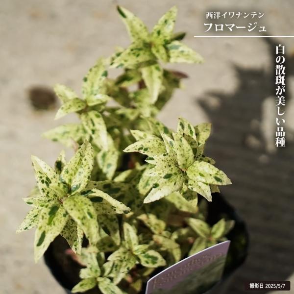 ●品種の特徴「フロマージュ」は白の散り斑が美しい品種で、レインボーよりさらに葉が白く小葉なので寄せ植えにもぴったりです。イワナンテンはツツジ科の植物で花が小さく、栽培されているのは、厚く光沢のある常緑の葉をもつセイヨウイワナンテンです。主に...