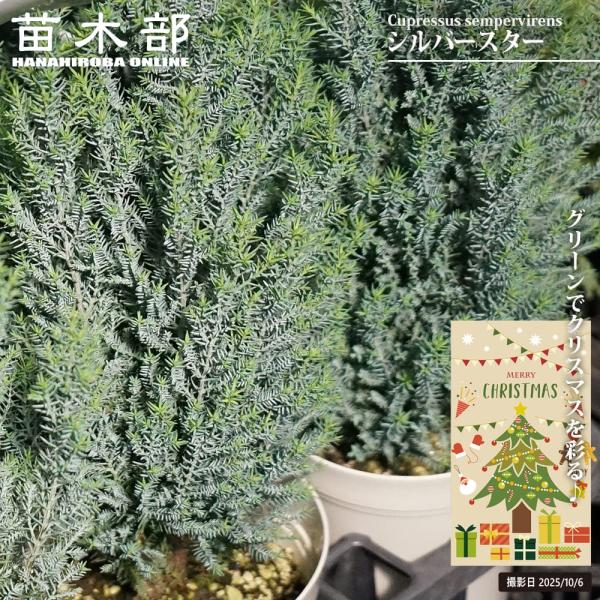 ●品種の特徴「シルバースター」は細長い葉を開きながら生やすため、枝先から見ると星型になっているように見えることからその名が付いたのでしょうか。比較的よく見かける品種で、葉にワックスが乗っているため青みがかった緑色に見えます。葉が美しいため切...