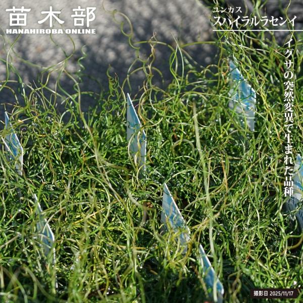 ●品種の特徴「ラセンイ」は畳表に使用されるイグサの突然変異で生まれた品種で、茎がらせん状に巻いているのが特徴です。ユンカスはイグサ科の多年草で、主に湿地や水辺に自生する植物です。細く真っ直ぐに伸びる茎が特徴的で、全体的に涼しげな印象を与えま...