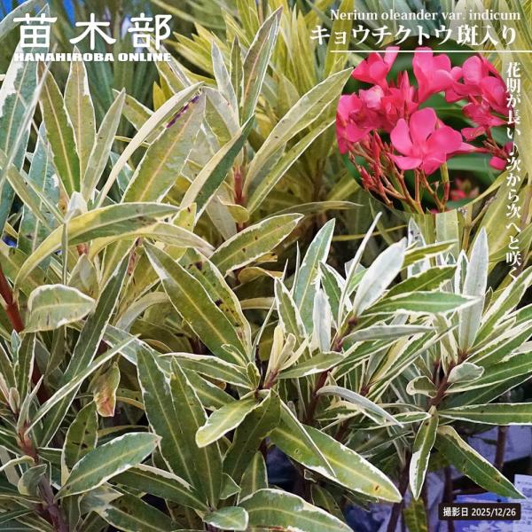 ●品種の特徴花のない時期にも嬉しい斑入りのキョウチクトウです。キョウチクトウ（夾竹桃）は常緑の中低木で世話の手間が少ないので街路樹や公園樹として、環境浄化木良く利用されています。しかし、根や葉、茎や花の全草に毒性があり剪定などのお世話の際は...