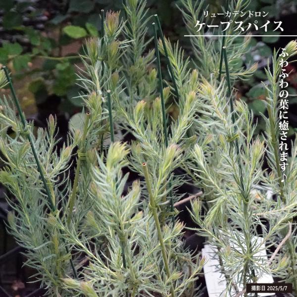 ●品種の特徴「ケープスパイス」は柔らかく細長い印象の葉で、寒さに当たると葉色がライトパープルに変化します。南アフリカ原産の暖かな地域の植物ですので、寒さはちょっと苦手。寒冷地では鉢植えで育ててあげましょう。成長すると1〜2mにもなり迫力のあ...