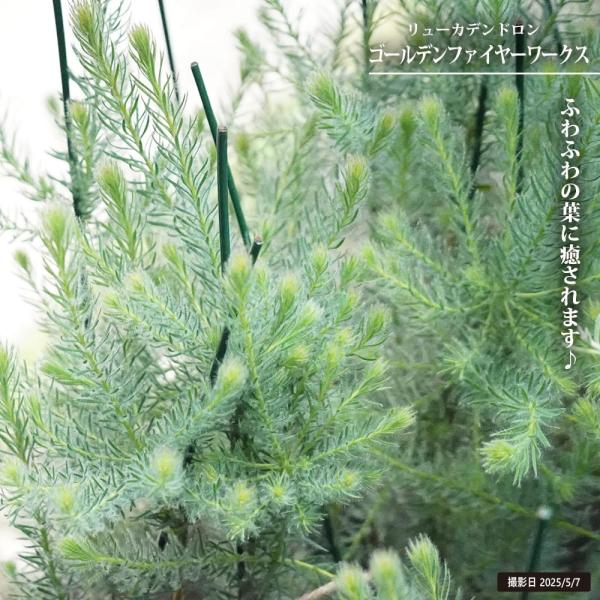 ●品種の特徴「ゴールデンファイヤーワークス」は柔らかいブルーグレーの葉で小さな黄色い花を咲かせます。切り花としても楽しめる品種です。南アフリカ原産の暖かな地域の植物ですので、寒さはちょっと苦手。寒冷地では鉢植えで育ててあげましょう。成長する...