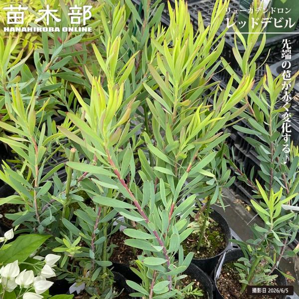 ●品種の特徴「レッドデビル」は枝の先端が緑色から濃い赤色へと変化する美しい品種です。南アフリカ原産の暖かな地域の植物ですので、寒さはちょっと苦手。寒冷地では鉢植えで育ててあげましょう。成長すると1〜2mにもなり迫力のある樹形が楽しめます。苞...