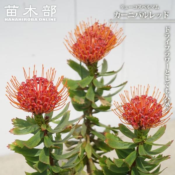 ●品種の特徴「カーニバルレッド」は非常に花つきが良く、オレンジ色のつやつやとした質感の個性的な花弁を持ちます。樹高は比較的低めなので鉢植えに向いている品種です。「リューコスペルマム」は南アフリカやオーストラリア原産の常緑低木のオージープラン...