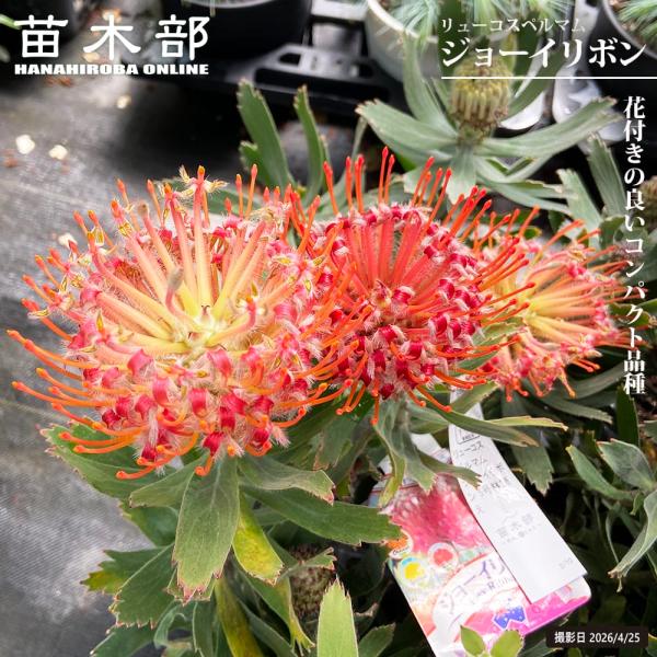 ●品種の特徴「ジョーイリボン」はオレンジのしべと赤い花弁が特徴的なリューコスペルマムです。「リューコスペルマム」は南アフリカやオーストラリア原産の常緑低木のオージープランツです。ピンクッションとも呼ばれ、針山に針が刺さったようなとてもユニー...