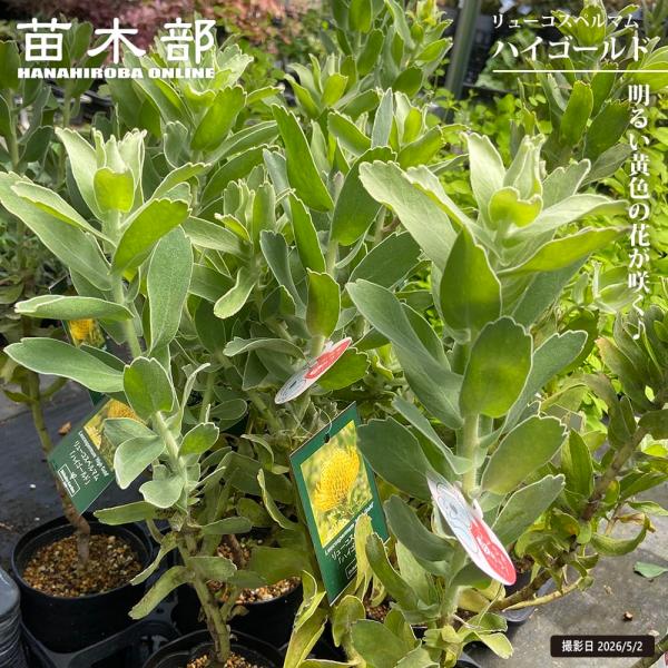 ●品種の特徴リューコスペルマム「ハイゴールド」は明るい黄色の花を咲かせます。幅広でコンパクトな葉の先端には黄色いぽっちのようなアクセントが入ります。「リューコスペルマム」は南アフリカやオーストラリア原産の常緑低木のオージープランツです。ピン...