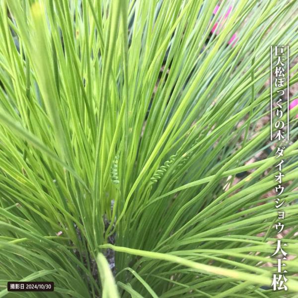 ●品種の特徴ダイオウショウは漢字で大王松とも書かれ、松の中でも最も長い葉を持ちます。幼苗の内は、葉が分葱の様に伸びているだけでとても松には見えませんが、最終樹高は25ｍ（実際の公園などではせいぜい6ｍほどです）にもなるとされています。長ーい...
