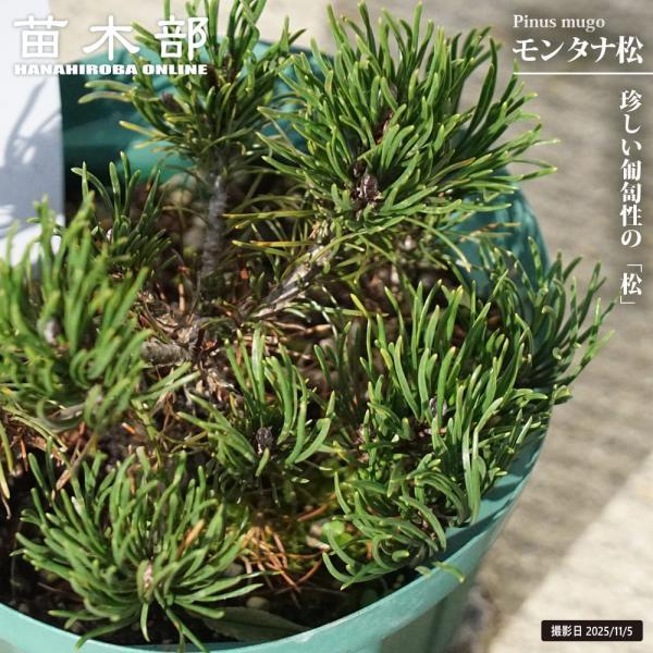 ●品種の特徴「モンタナ松」はヨーロッパの山地に自生する這性の松で、日本のハイマツに似ています。高地にすむため、耐寒性・耐暑性ともに非常に優れている強健な品種です。最近では食材としての利用も進んでいるようで、春に蕾や若い松かさを収穫し乾燥させ...