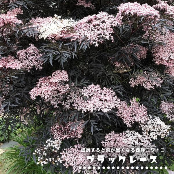 ●品種の特徴「ブラックレース」は、チョコレート色のレース葉と春に咲くピンク花が美しい品種です。新芽や成長途中の葉は緑色ですが次第にチョコレート色に落ち着いてきます。「セイヨウニワトコ」は学名からサンブカスやニゲラなどと呼ばれることがあります...