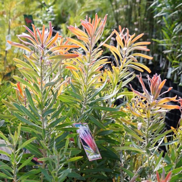 ●品種の特徴詳細な品種名は不明です。ラベルの写真を参考にしてください。プロテアは南アフリカ原産の常緑低木です。多数の花が集まって頭状花序をなし、着色した総苞が美しくそれを取り囲みます。花持ちがよく切り花として注目され、また乾燥しても形が崩れ...