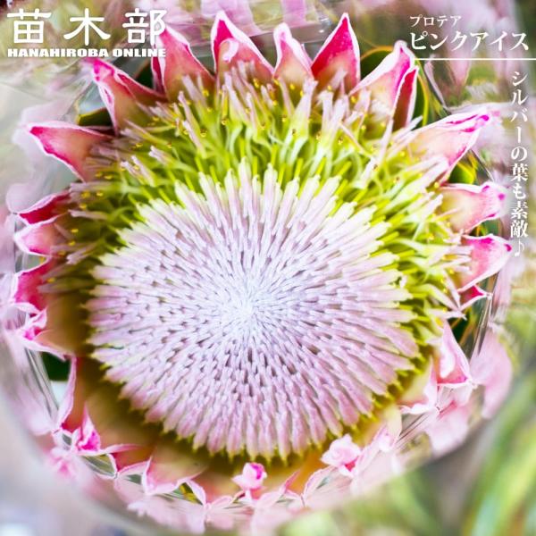 ●品種の特徴「ピンクアイス」は夏から秋にかけて美しいピンク色の花を咲かせる美しい品種です。プロテアの中でも栽培は容易で地植えがおすすめの品種です。真夏は水切れしやすいので注意が必要です。プロテアは南アフリカ原産の常緑低木です。多数の花が集ま...