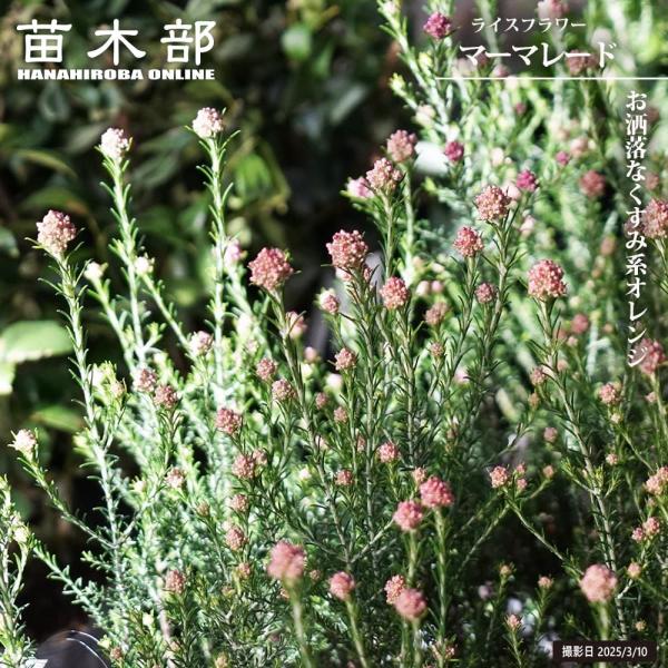 ●品種の特徴「マーマレード」はピンクともオレンジともつかない絶妙な花色がお洒落なライスフラワーです。「ライスフラワー」は小さな蕾が米粒のように見えることから命名されました。蕾のうちはやや花色が濃い目ですが咲き進むにつれて色が白くなります。開...