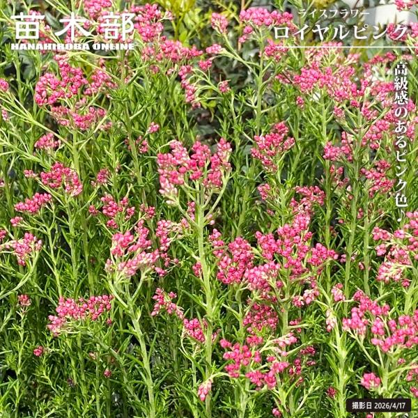 ●品種の特徴「ロイヤルピンク」はその名の通り、高級感がある濃いピンクの蕾が美しい品種です。「ライスフラワー」は小さな蕾が米粒のように見えることから命名されました。蕾のうちはやや花色が濃い目ですが咲き進むにつれて色が白くなります。開花期間が長...