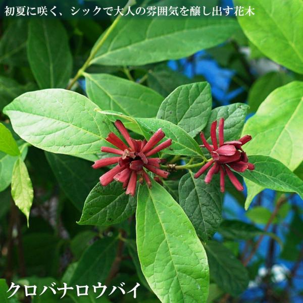 ●品種の特徴一般的に知られているロウバイは冬に咲く香りのよい花木ですが、このクロバナロウバイは夏に花を咲かせます。花色はチョコレート色〜ワインレッドで、シックで大人の雰囲気を醸しだしています。　本種は茶席の茶花としても利用される粋な花木です...