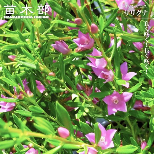 ●品種の特徴「サリグナ」は星形のピンクの花がたくさん咲きます。葉は常緑でコンテナガーデンのシンボルなどにもおすすめです。「サザンクロス」はオーストラリア原産の常緑樹で、可愛らしい星形の花をつけることからその流通名のほうが一般的になりました。...